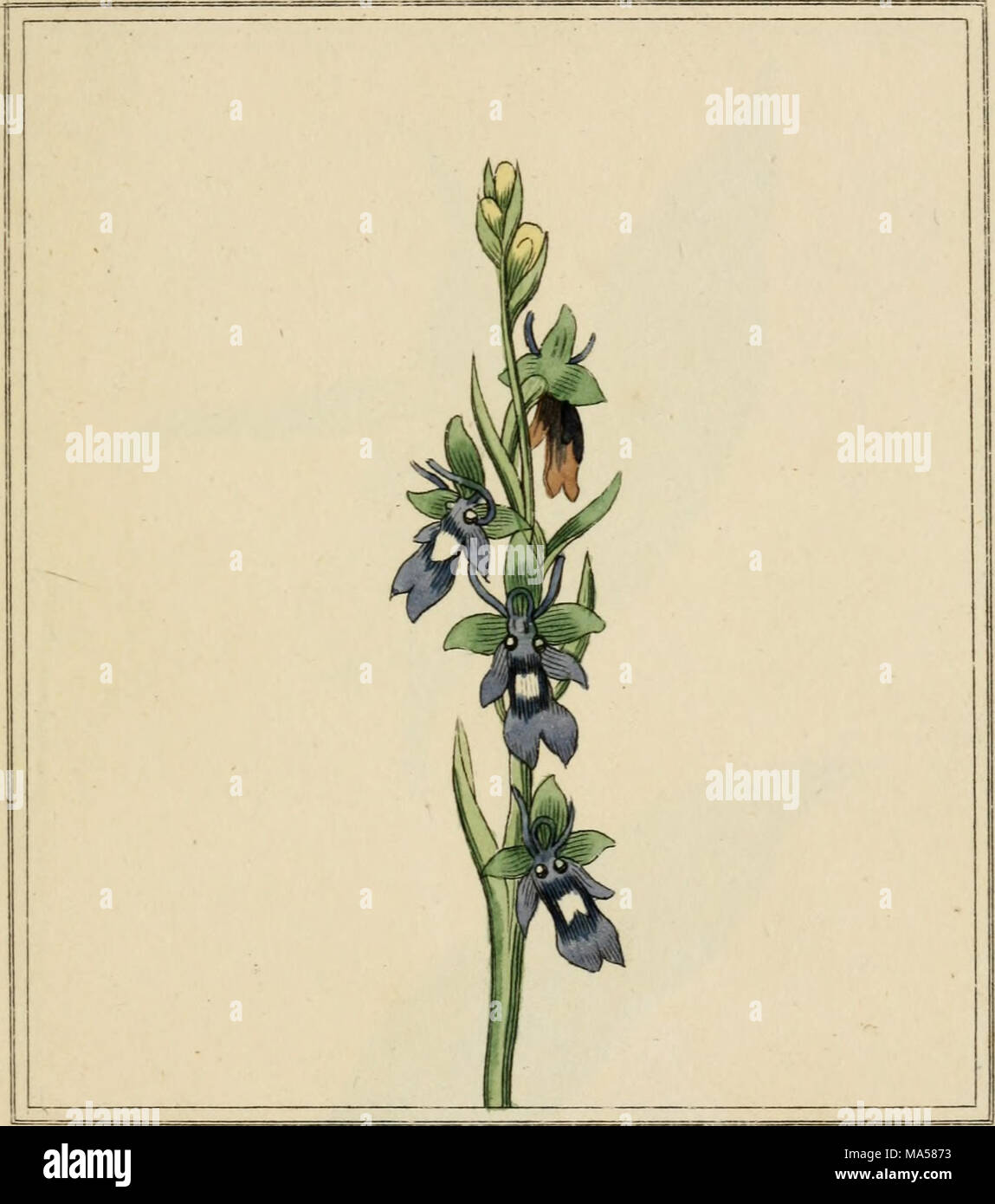 . Éléments de la science de la botanique, comme établi par Linné ; avec ...