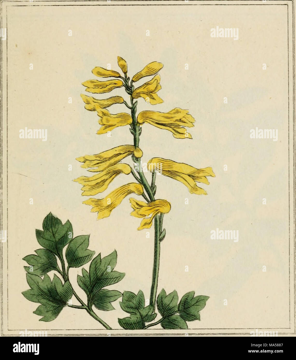 . Éléments de la science de la botanique, comme établi par Linné ; avec ...