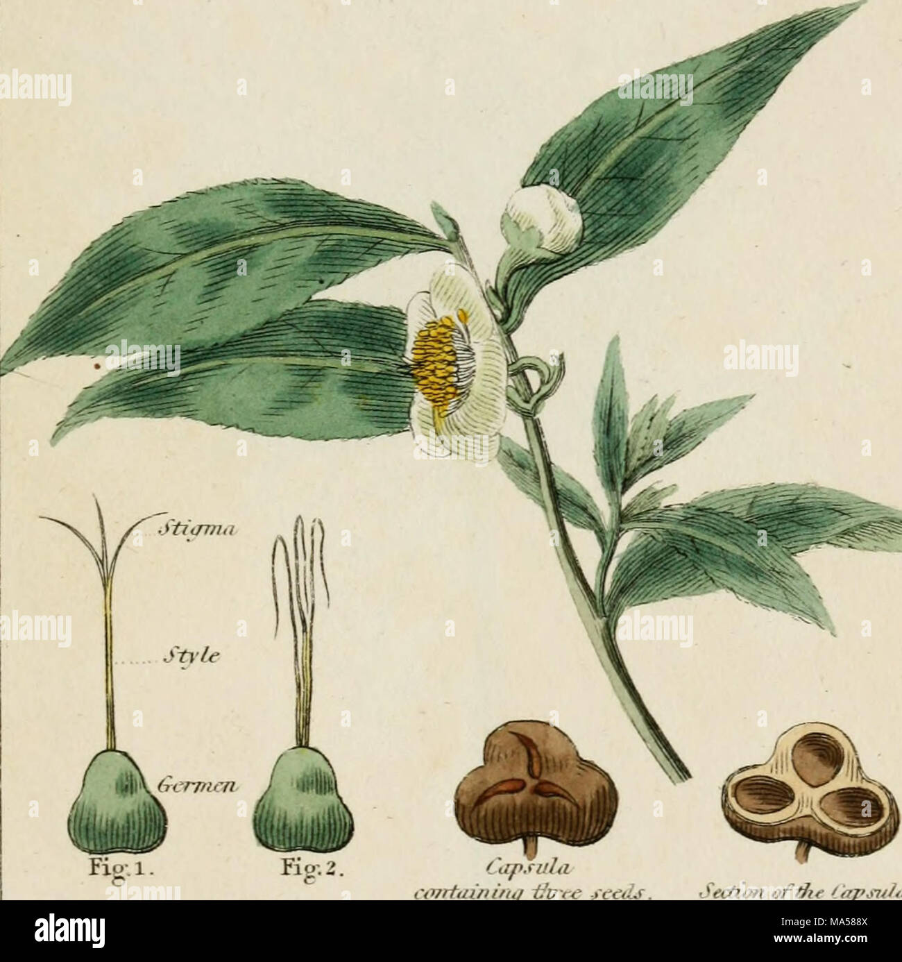 . Éléments de la science de la botanique, comme établi par Linné ; avec ...
