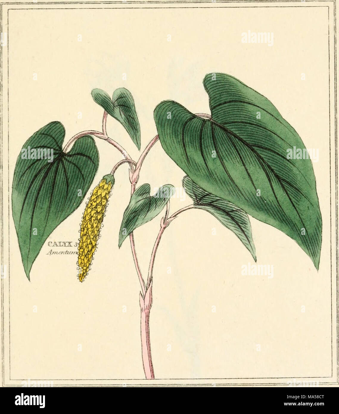 . Éléments de la science de la botanique, comme établi par Linné ; avec ...