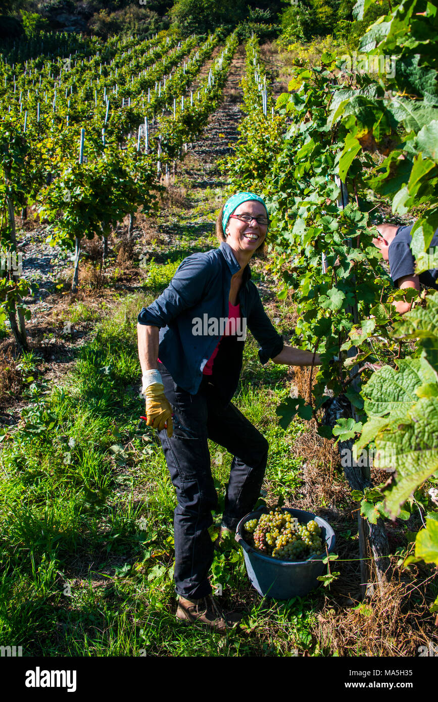 Récolte du vin Banque de photographies et d’images à haute résolution ...