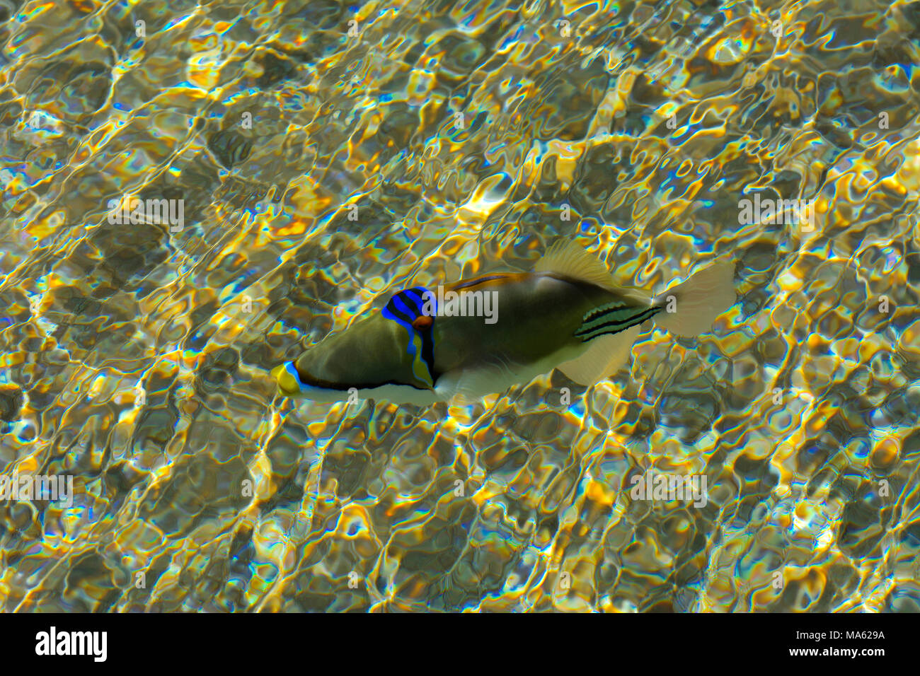 Beaux poissons multicolores de la mer rouge sur l'épaisseur de l'eau ...