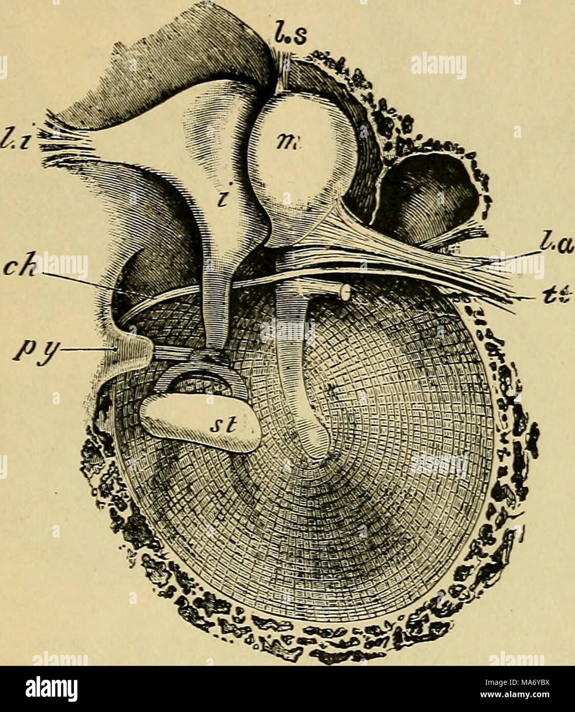 Muscle tenseur du tympan Banque de photographies et d’images à haute ...