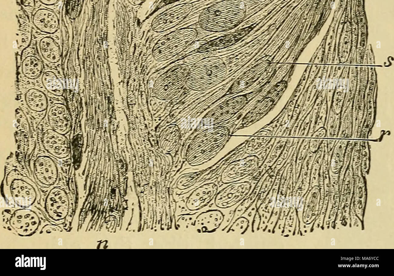 . Physiologie élémentaire . Fig. 113.-section au milieu d'un bourgeon ...