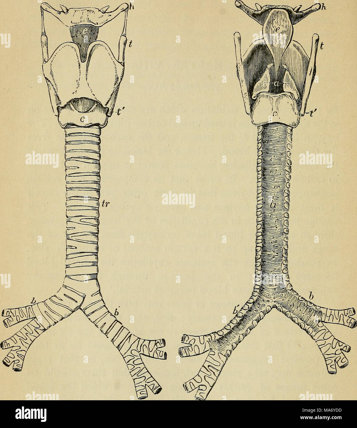 . Physiologie élémentaire . Fig. 85.-la trachée. Avant. h, os hyoïde ...