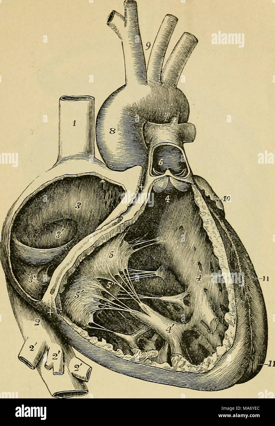 . Physiologie élémentaire . FiG. 64 - intérieur de l'oreillette droite ...