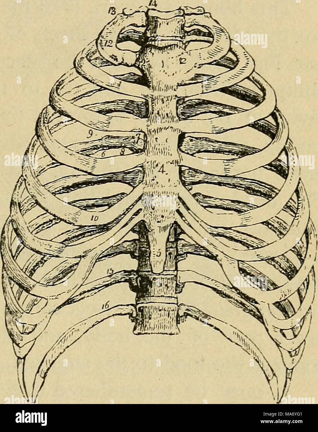 Costal cartilage Banque de photographies et d’images à haute résolution ...