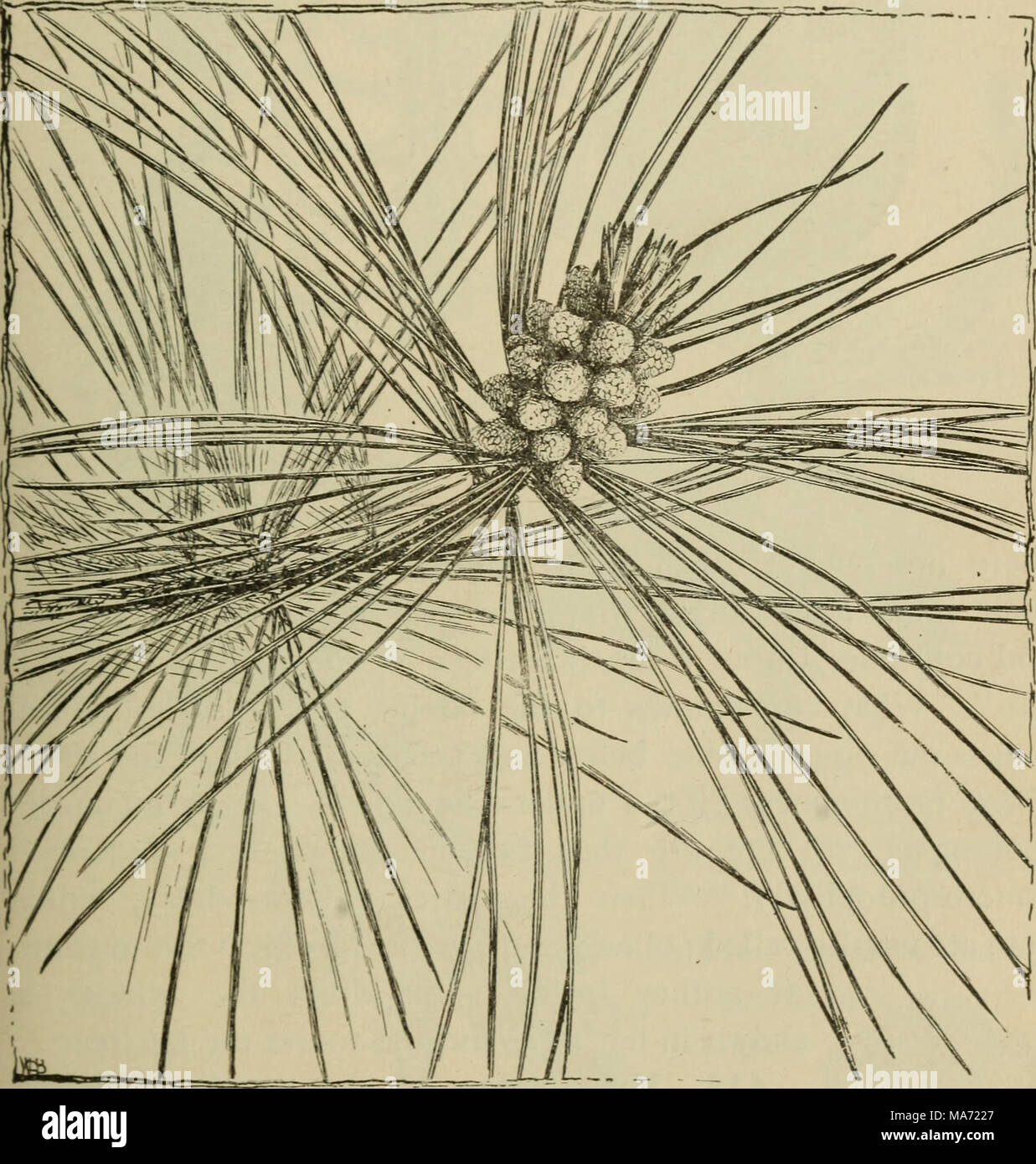 . Botanique élémentaire . Pulvériser du pin blanc montrant grappe de ...