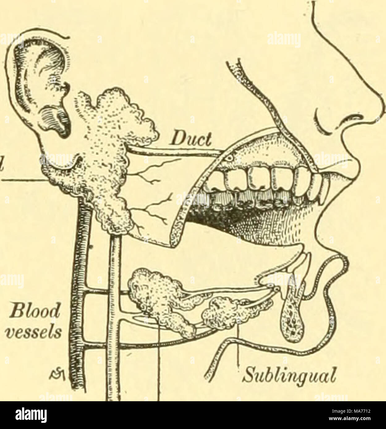 Glandes parotides Banque de photographies et d’images à haute ...