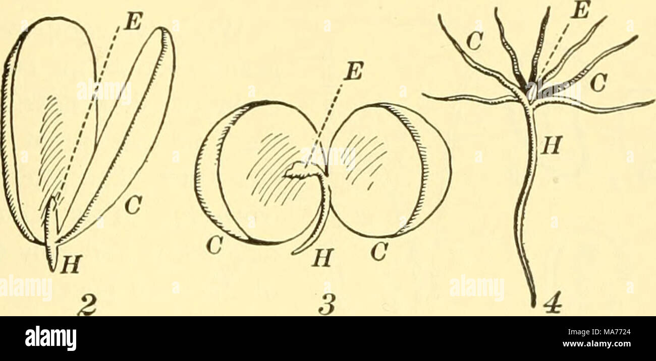 Diagrama que muestra posiciones relativas Banque de photographies et d ...