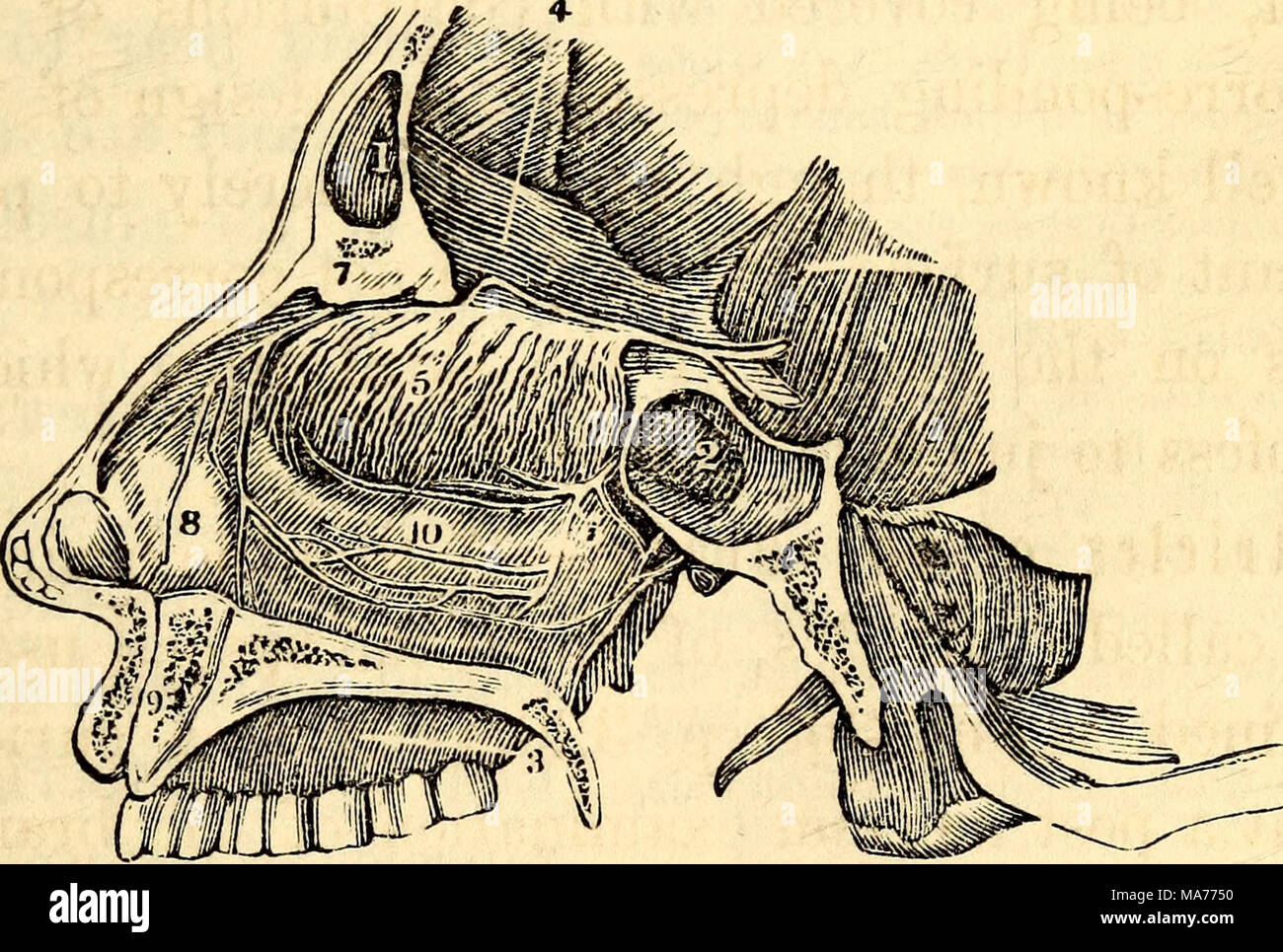 Os palatin Banque de photographies et d’images à haute résolution - Alamy