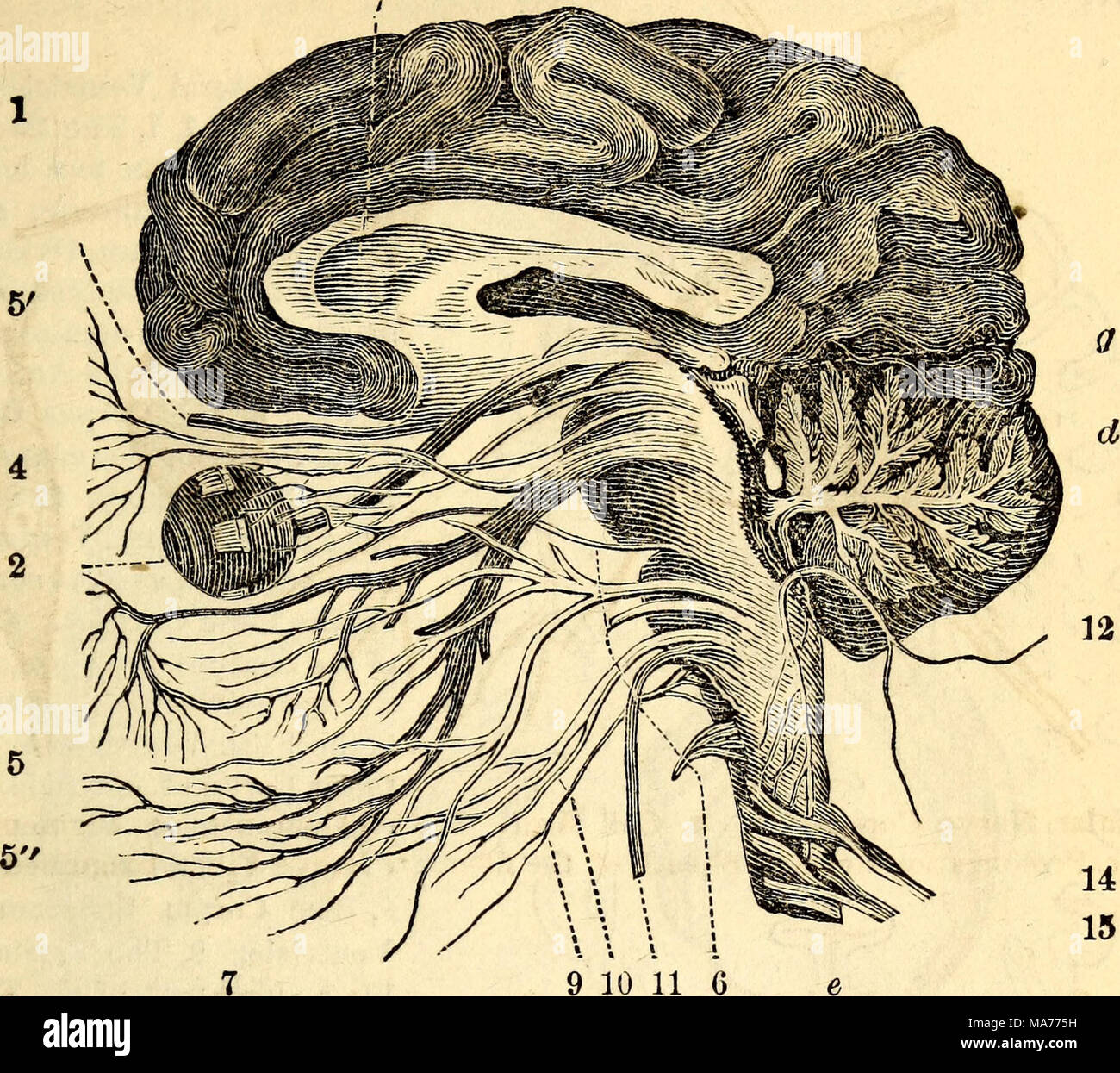 . Anatomie et physiologie élémentaires : pour des collèges, des ...