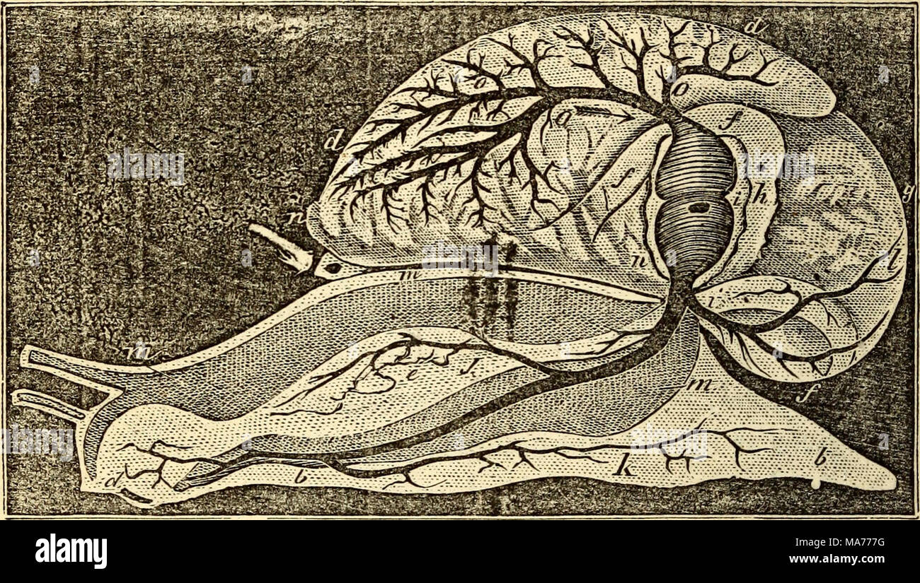 Left gastric artery Banque de photographies et d’images à haute ...