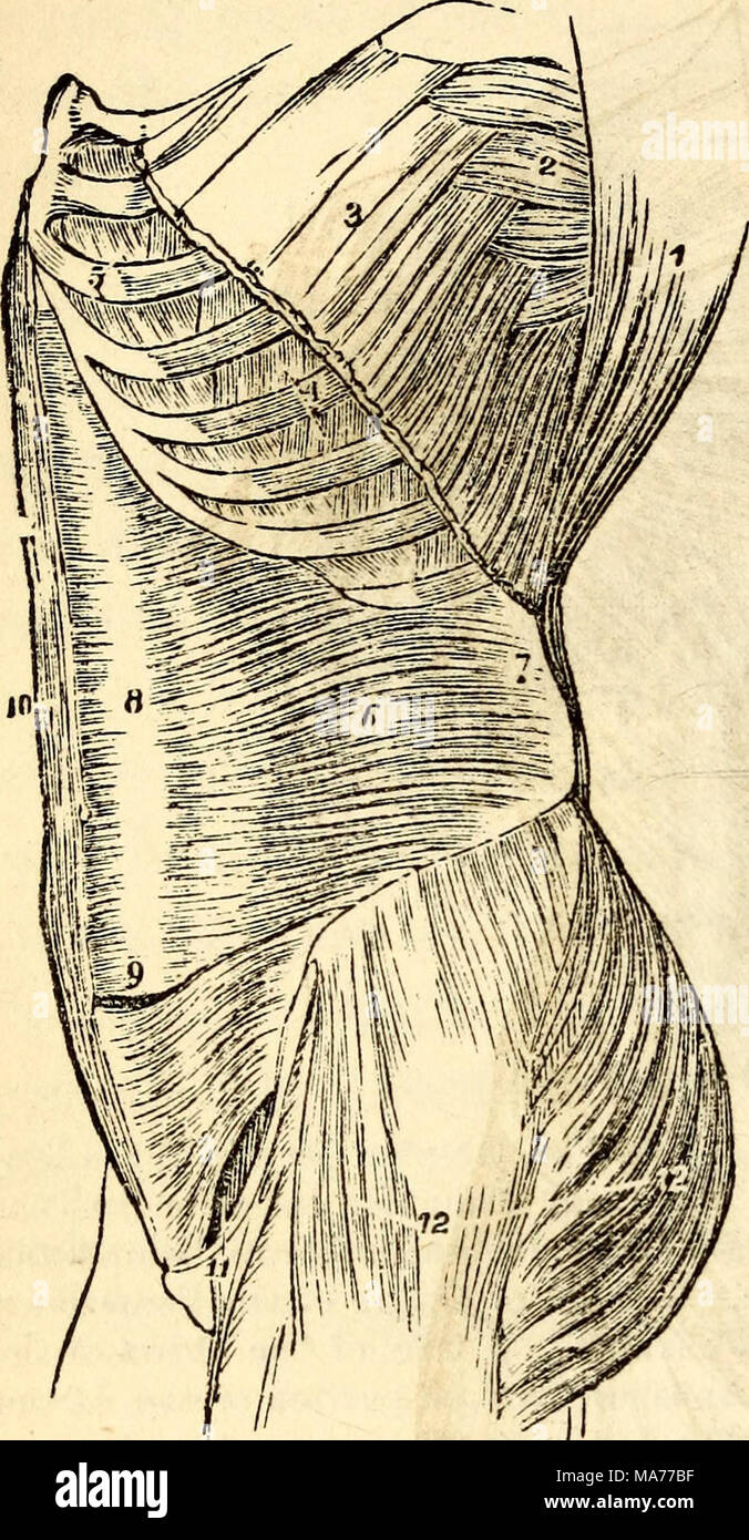 Vue antérieure du muscle du tronc Banque de photographies et d’images à ...