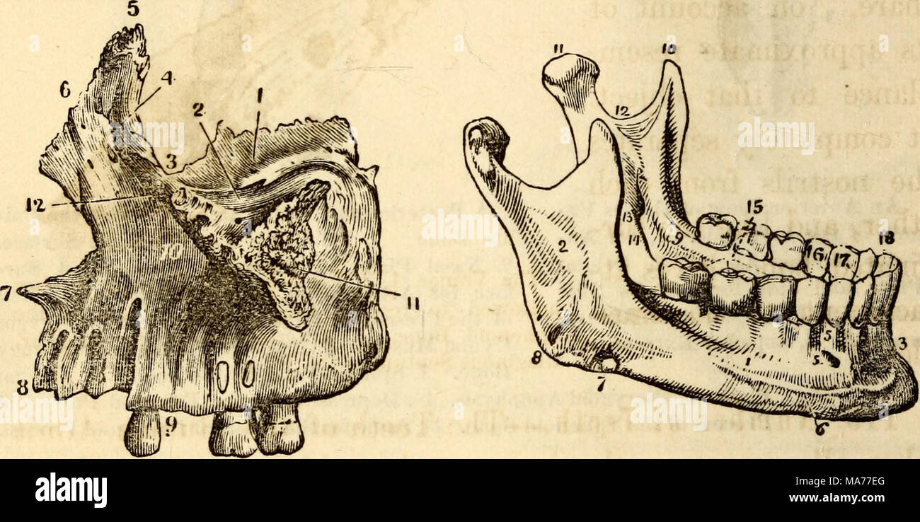 Malar bone Banque de photographies et d’images à haute résolution - Alamy