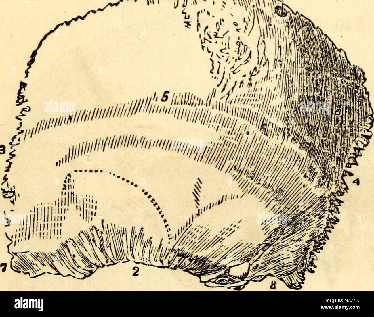 Processus mastoidien Banque de photographies et d’images à haute ...