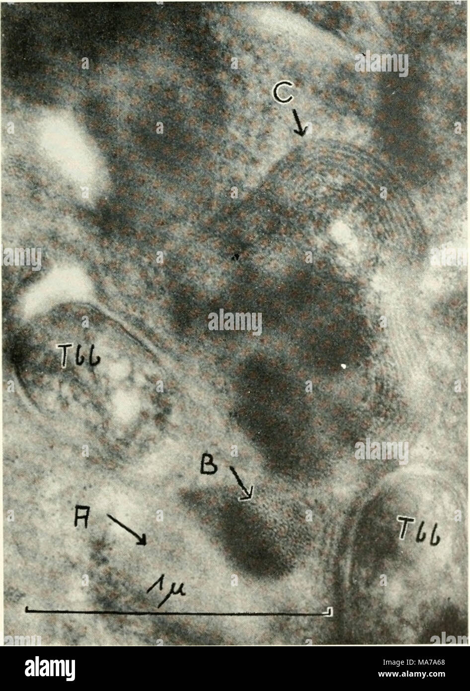 . La microscopie électronique ; actes de la Conférence de Stockholm ...