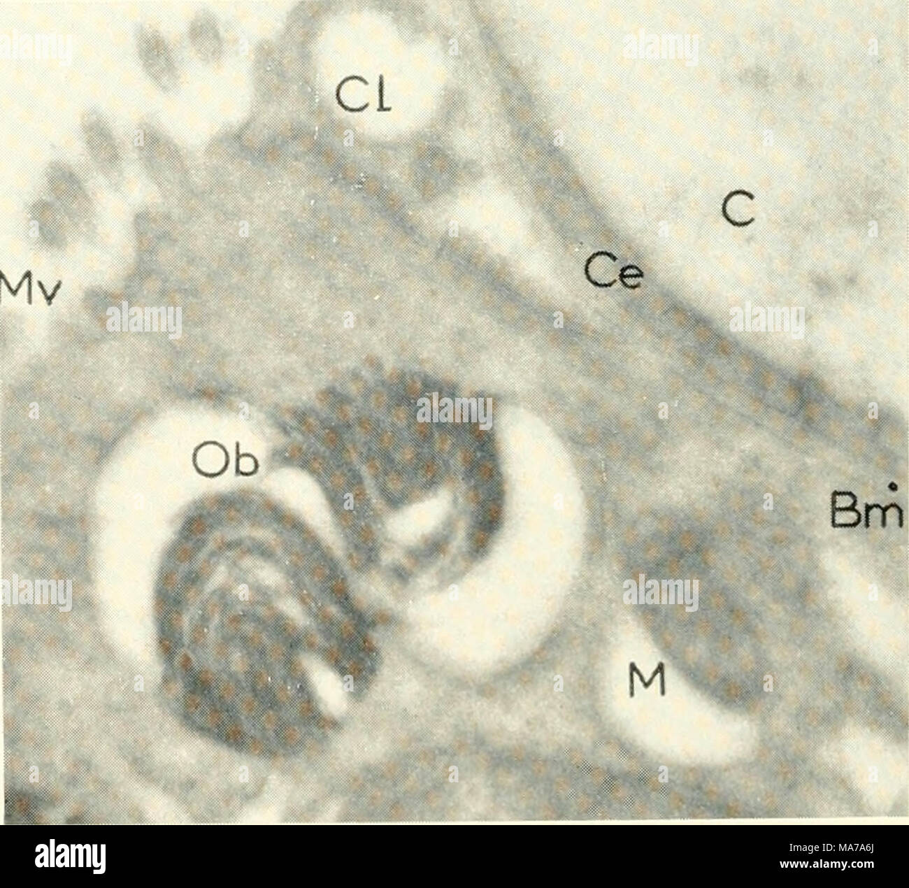 Membrane cytoplasmique Banque de photographies et d’images à haute ...