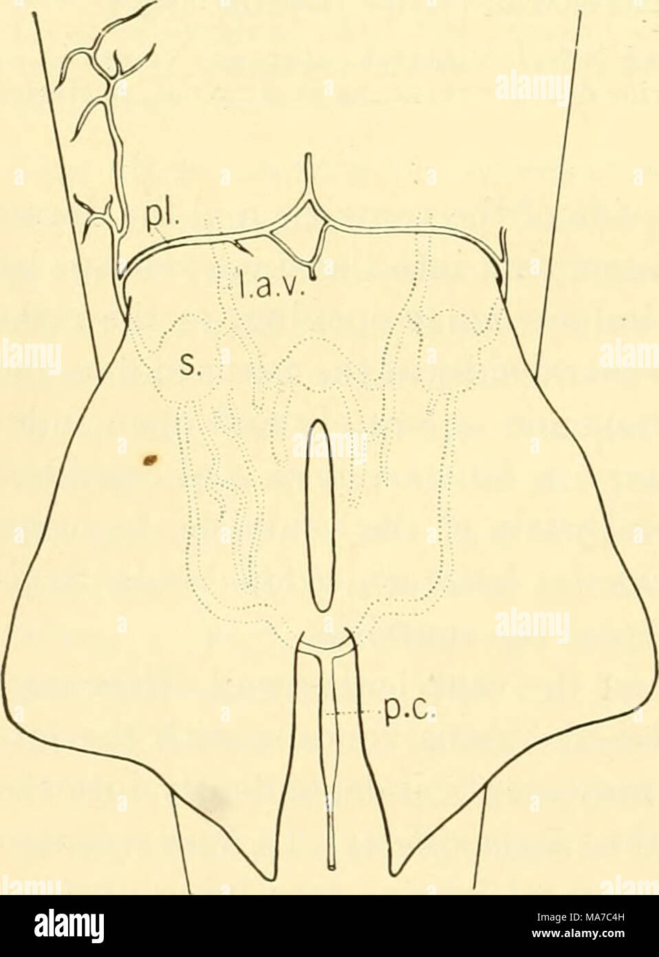 . Les elasmobranches . Fig. 199b. Les veines cutanées dans la région du ...
