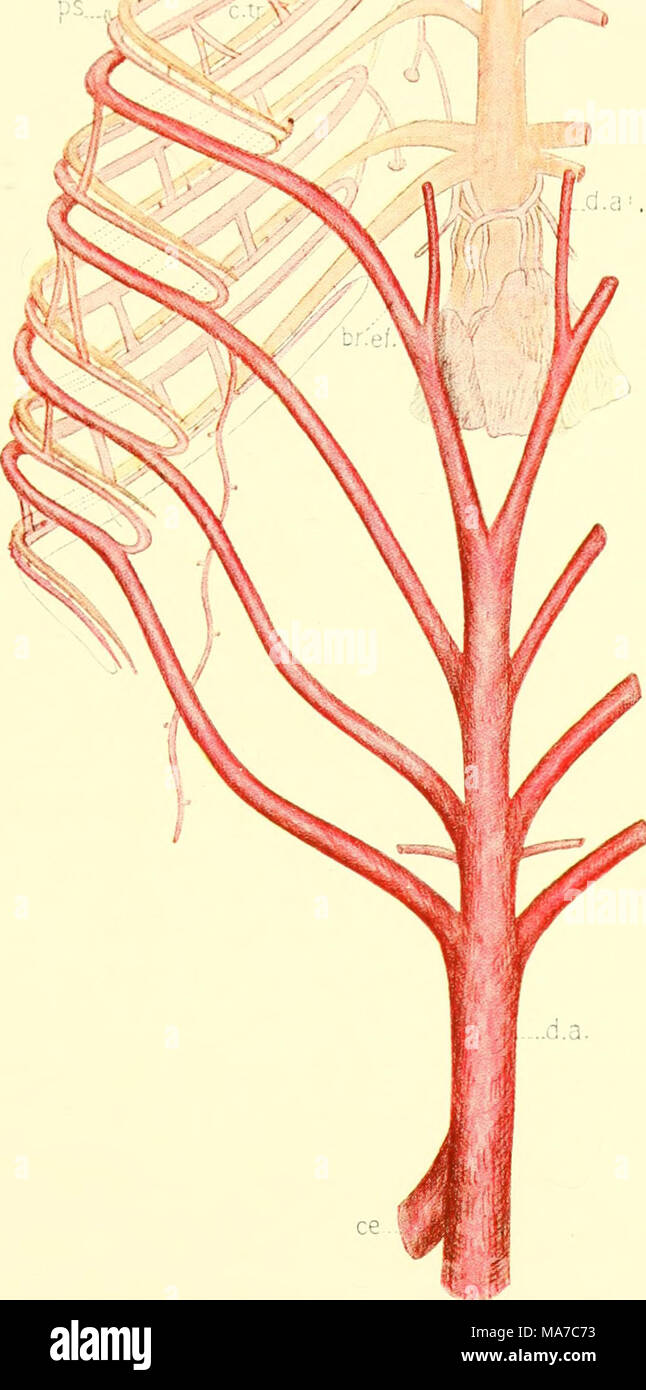 Tronc coeliaque Banque de photographies et d’images à haute résolution ...