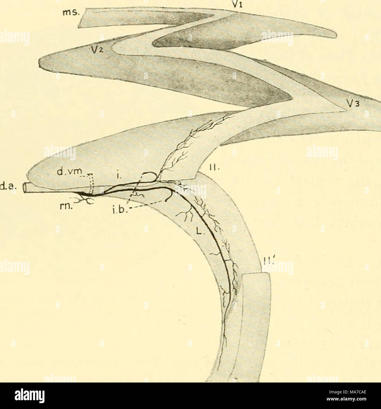 Aorte Ventrale Et Dorsale Banque d'image et photos - Alamy