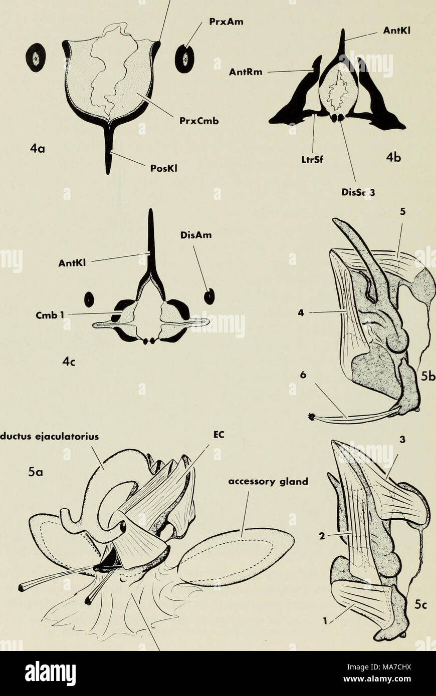 . Le complexe de l'éjaculation dans l'eau (acariens Acari:parasitengona ...