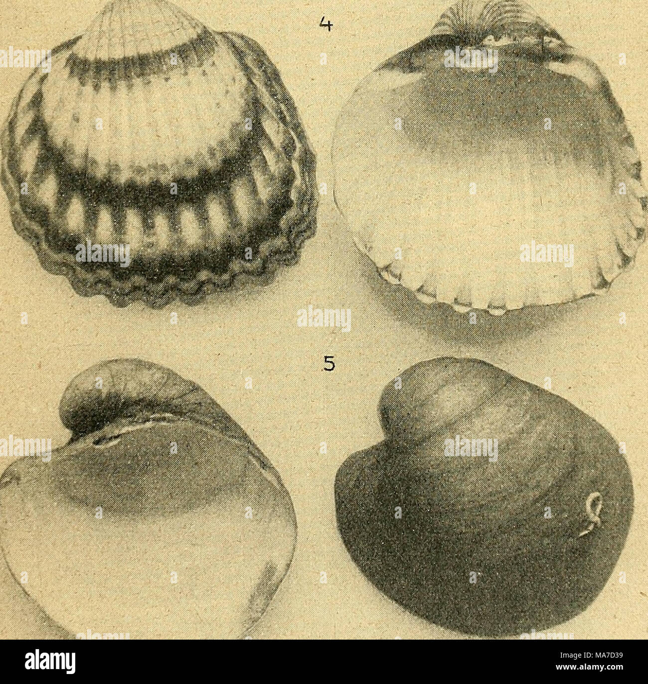 Nucula margaritacea Banque de photographies et d’images à haute ...