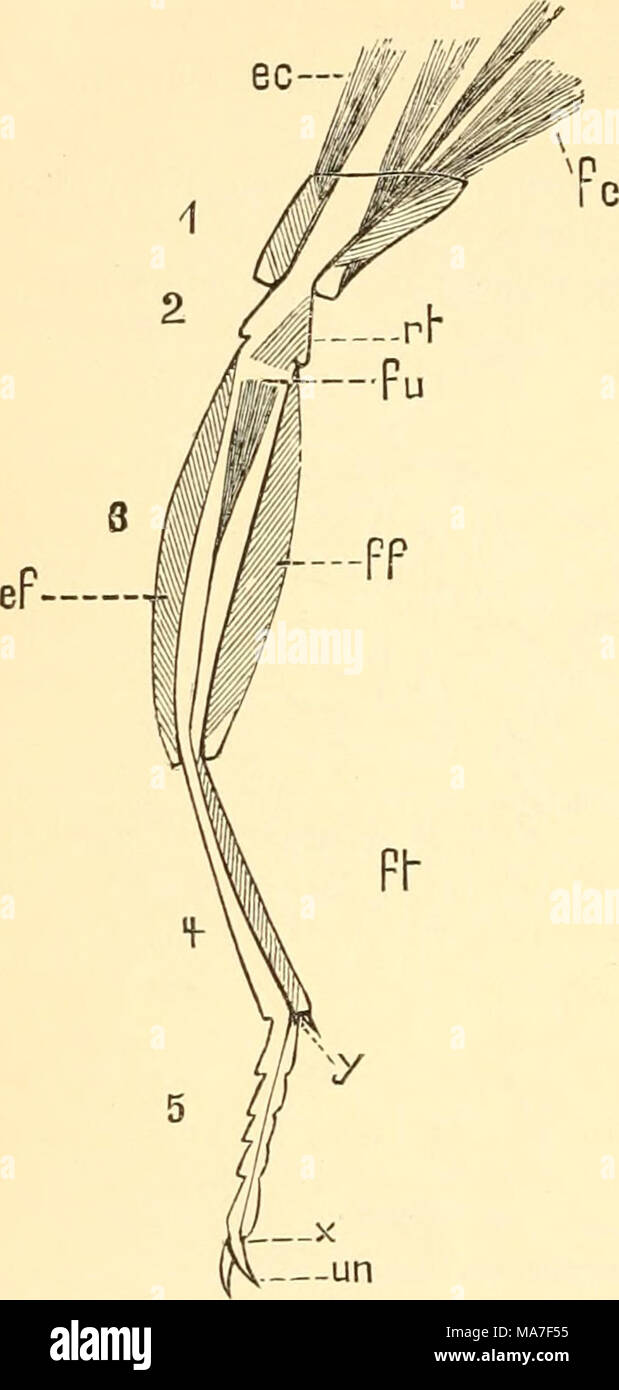 T sehne Banque de photographies et d’images à haute résolution - Alamy