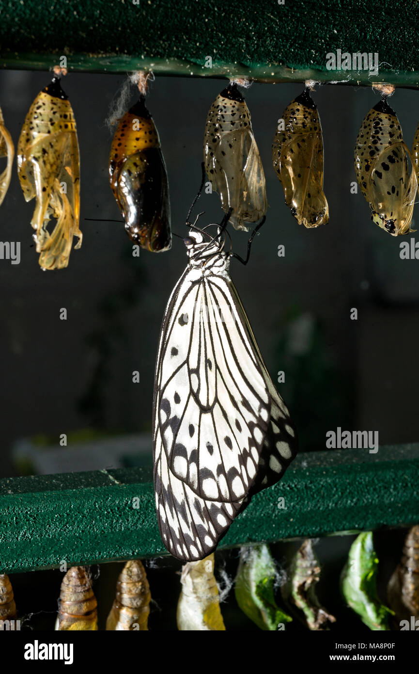Papillon nymphe malabar Banque de photographies et d’images à haute ...