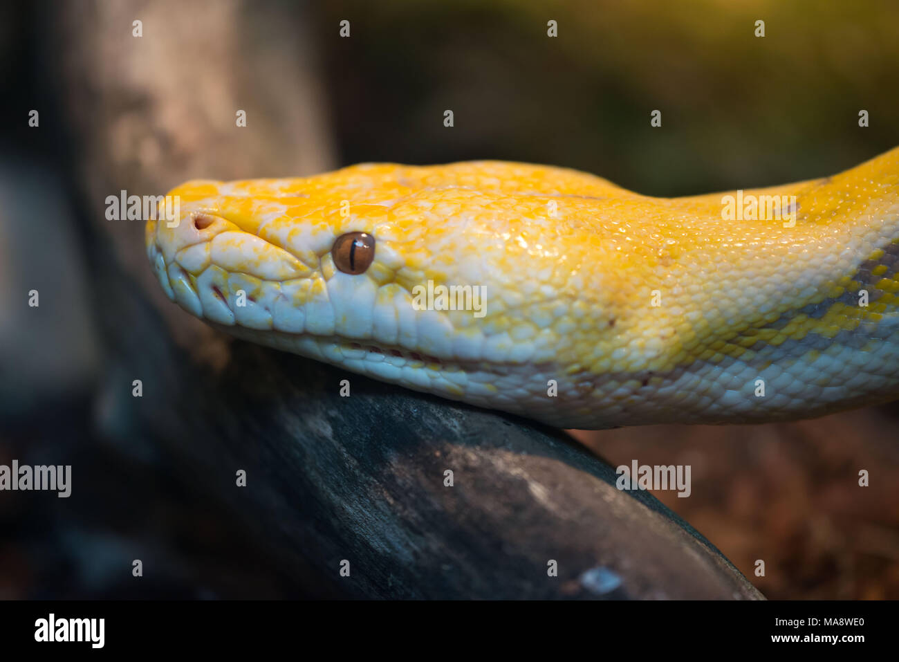 Mondes les plus longs serpents Banque de photographies et d’images à ...