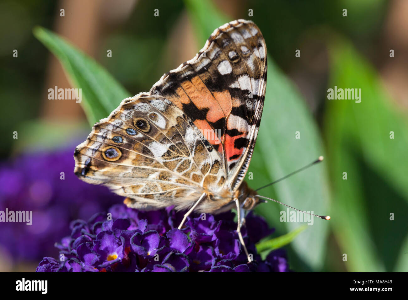 Papillon de jardin commun Banque de photographies et d’images à haute ...