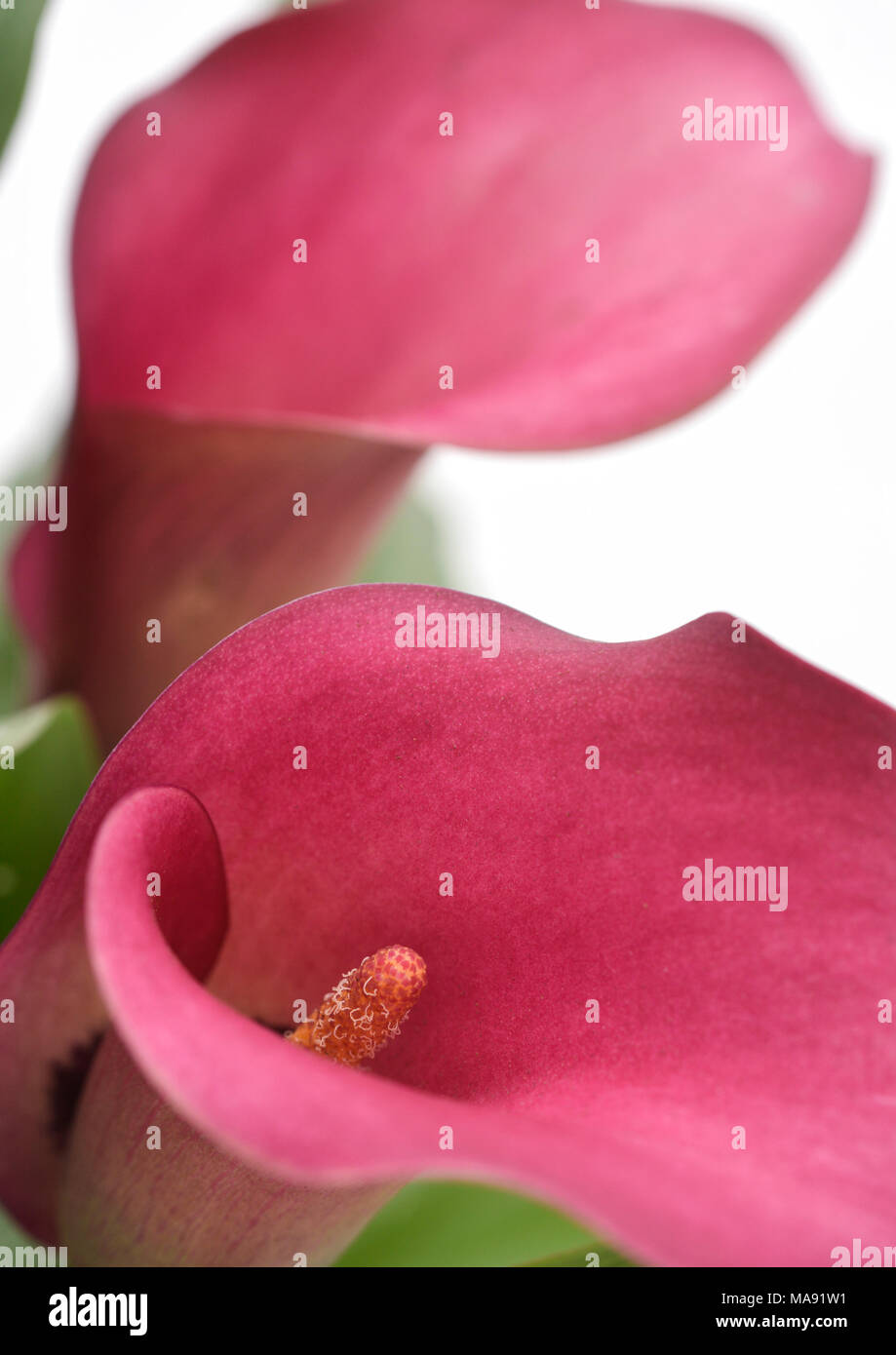 Purple arum Banque de photographies et d’images à haute résolution - Alamy