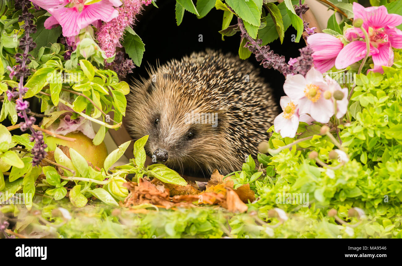 Hérisson En Fleurs D'été Banque d'image et photos - Alamy