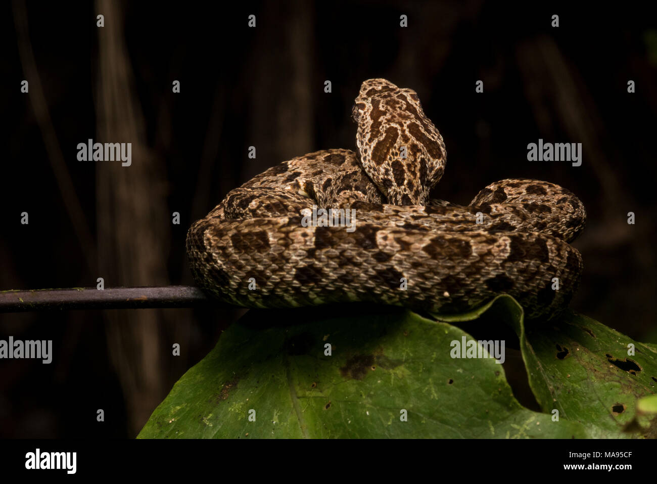 Le serpent le plus dangereux de la jungle amazonienne, le fer de lance ...