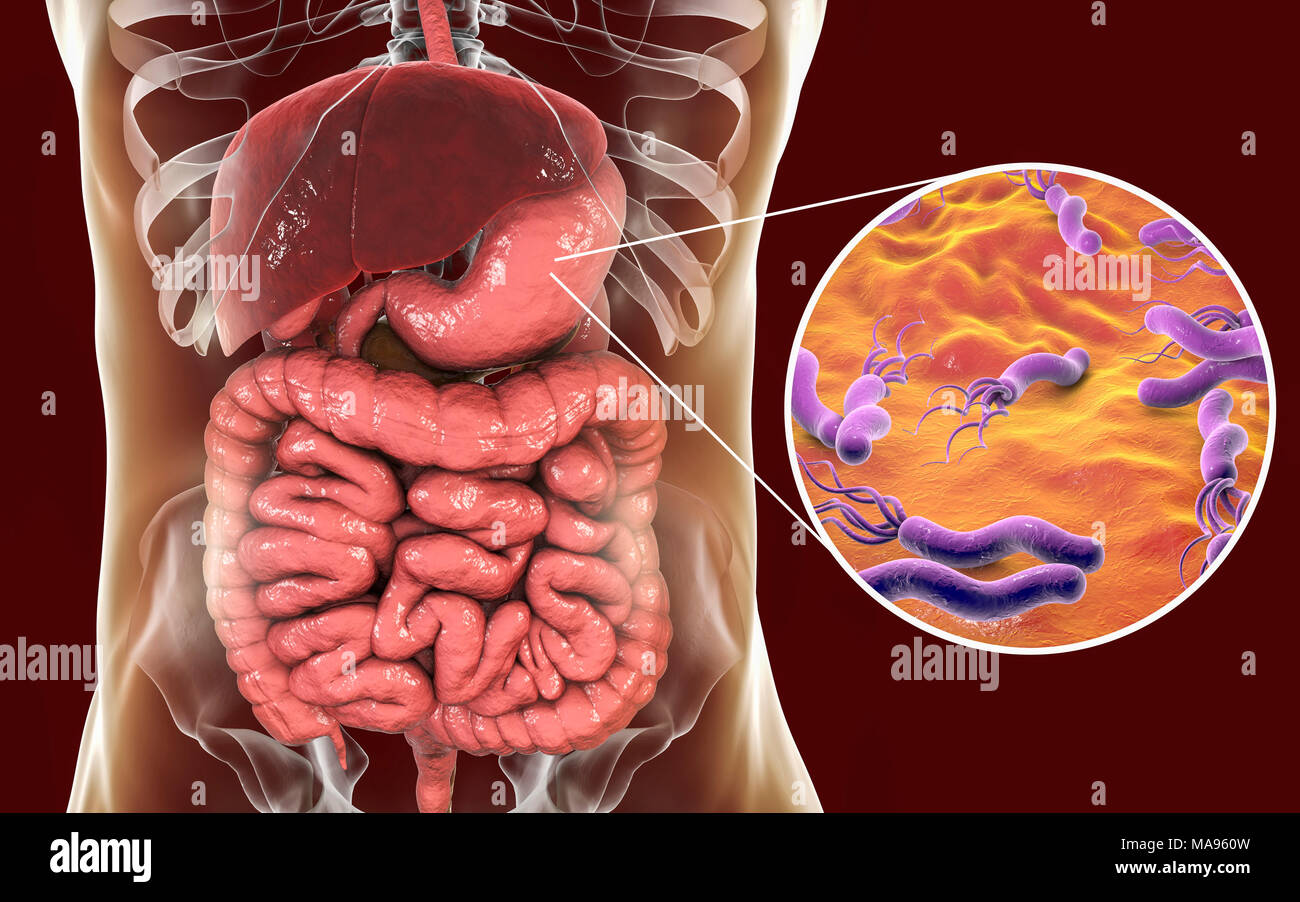 Campylobacter image Banque de photographies et d’images à haute ...