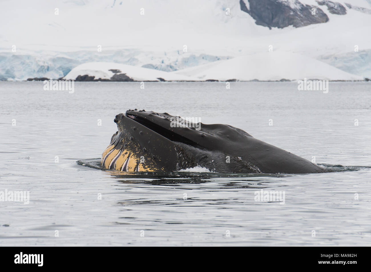 Krill whale Banque de photographies et d’images à haute résolution - Alamy