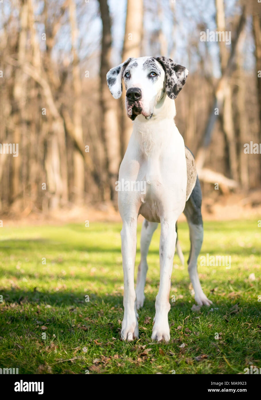 Dogue allemand arlequin blanc Banque de photographies et d’images à ...