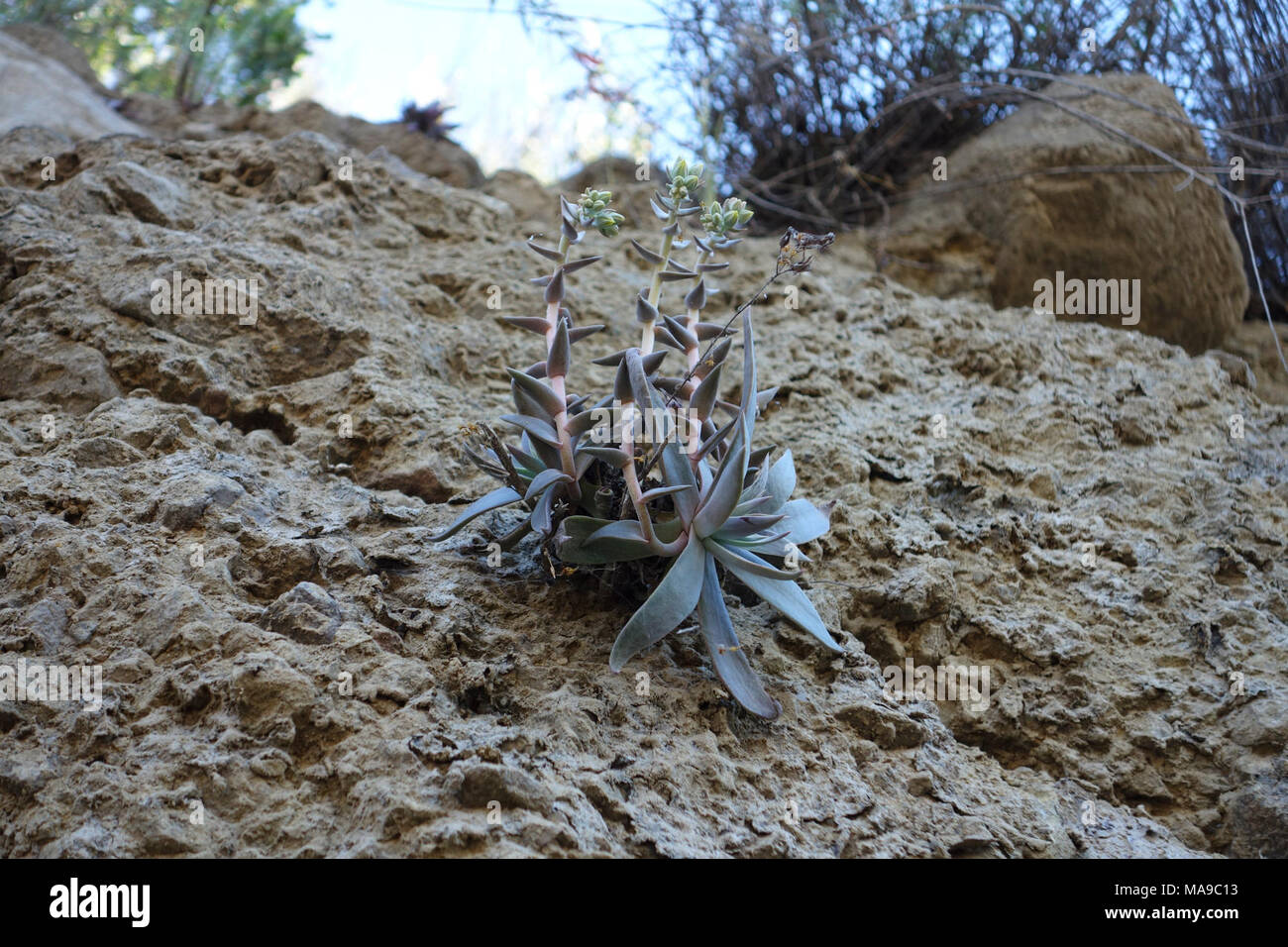 Dudleya Cymosa ou Santa Monica Mountains Dudleya. Les biologistes du ...