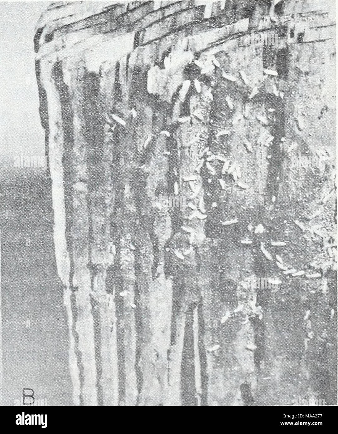 La termite souterraine orientale Banque de photographies et d’images à ...