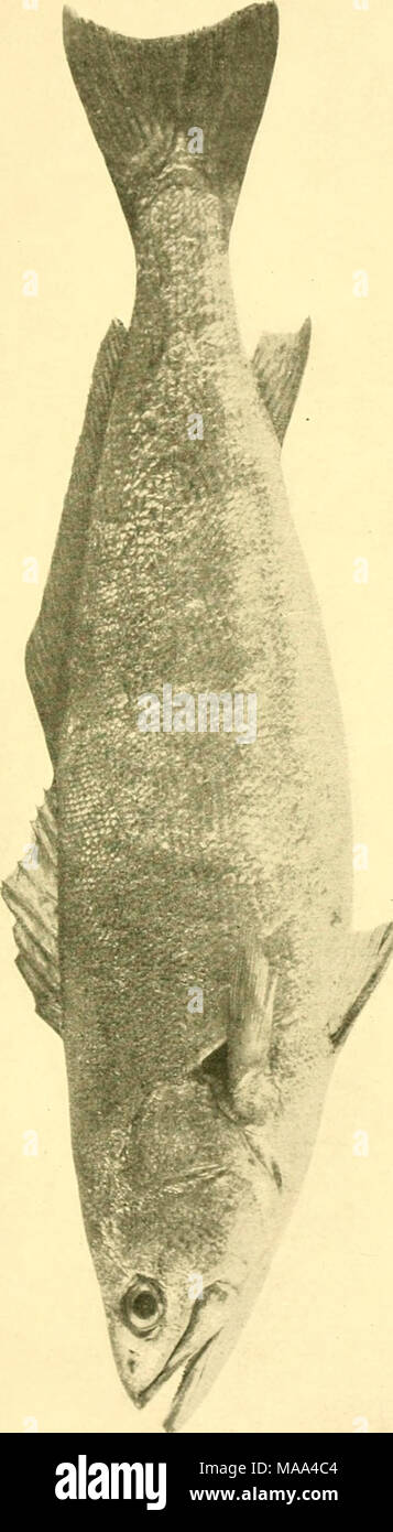 . Les poissons comestibles de la Nouvelle Galles du Sud : leur ...