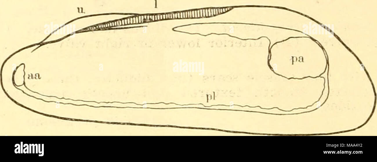 . Les palourdes, les moules et les pétoncles de Californie . Fig. 6 ...