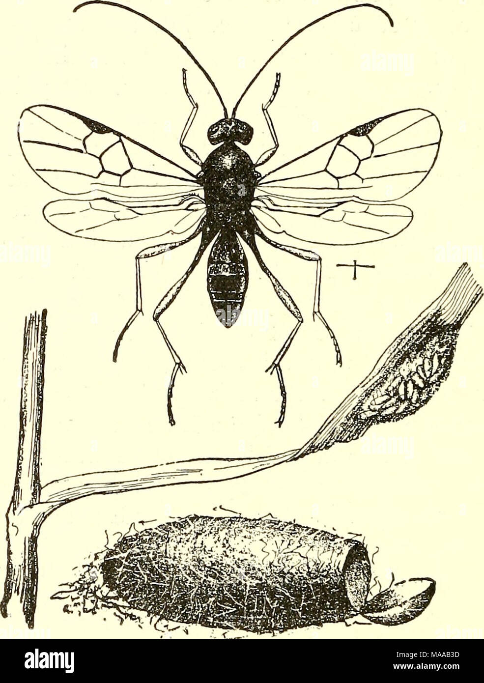 . Entomologie économique pour l'agriculteur et producteur de fruits ...