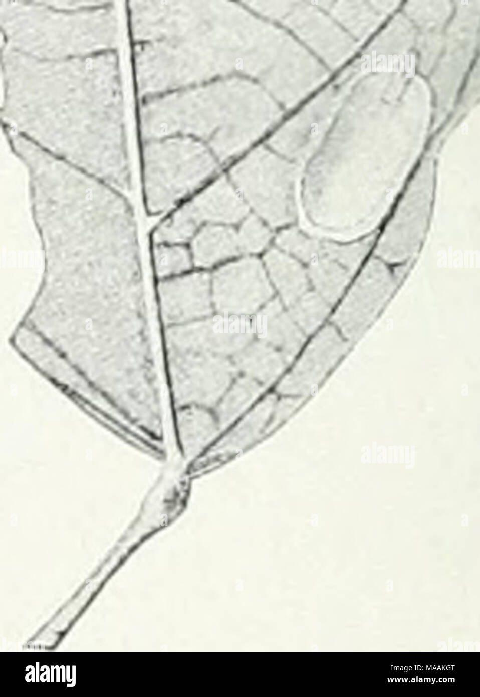 Het kolven Banque de photographies et d’images à haute résolution - Alamy