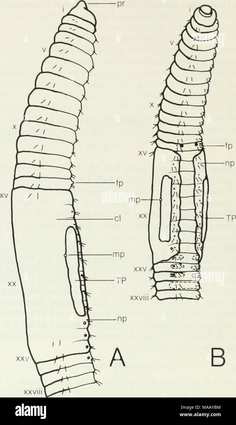 . Les vers de terre (lumbricidae et sparganophilidae) de l'Ontario ...