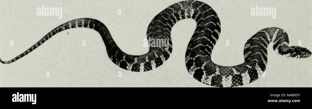 . Le patrimoine de l'Illinois Dunesland . Fig. 16.-deux animaux ...