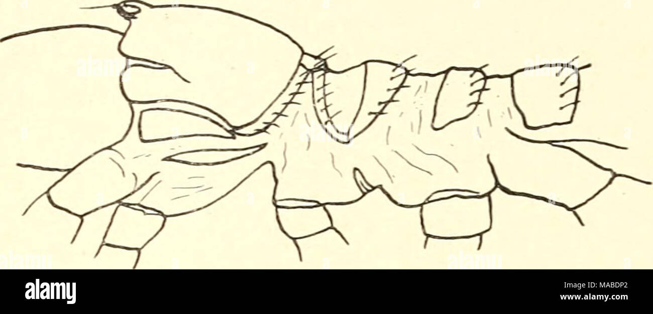 Galeodes araneoides Banque de photographies et d’images à haute ...