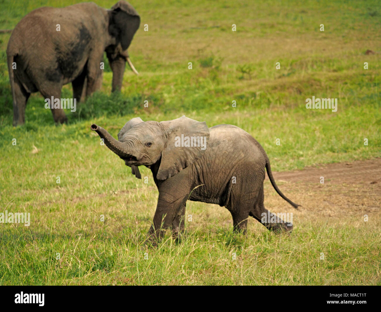 éléphant de brousse Banque de photographies et d’images à haute ...