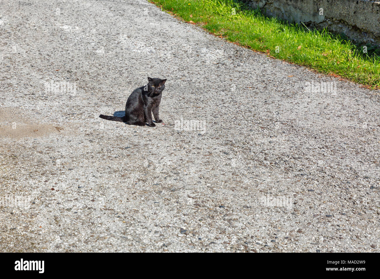 Beau chat noir Banque de photographies et d’images à haute résolution ...