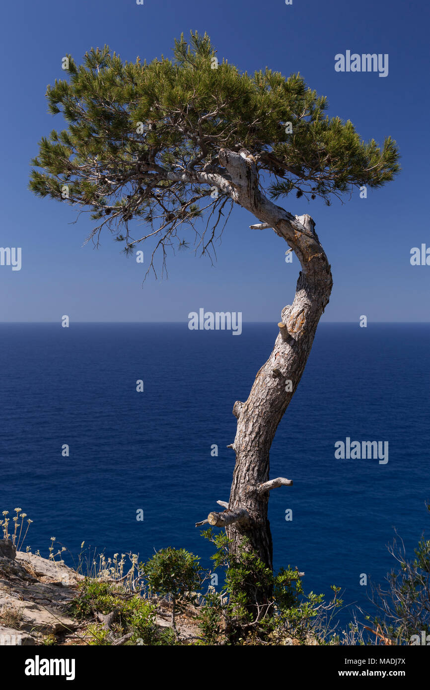 Arbre solitaire sur la côte méditerranéenne de Majorque au Mirador de ...