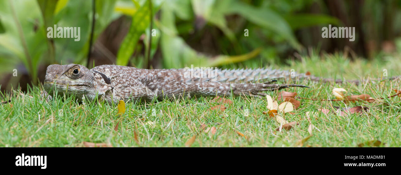 Iguane à queue épineuse de madagascar Banque de photographies et d ...